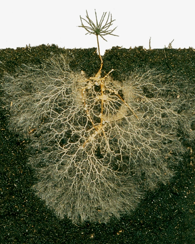 Mycorrhiza: Symbiosis of Plant and Fungi - Weird History Stories