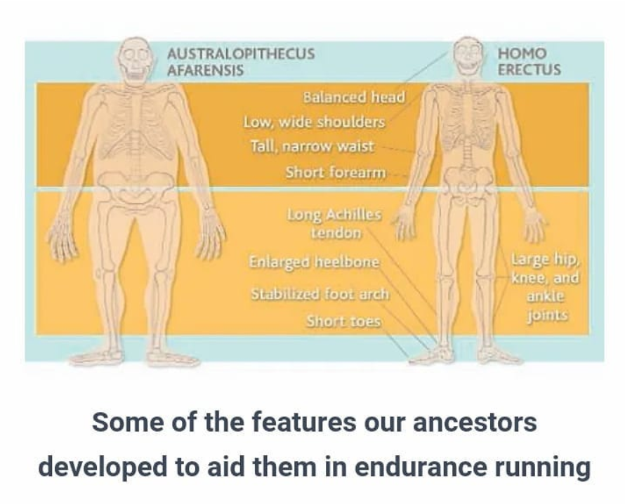 Human Evolution for Long Distance Running - Weird History Stories