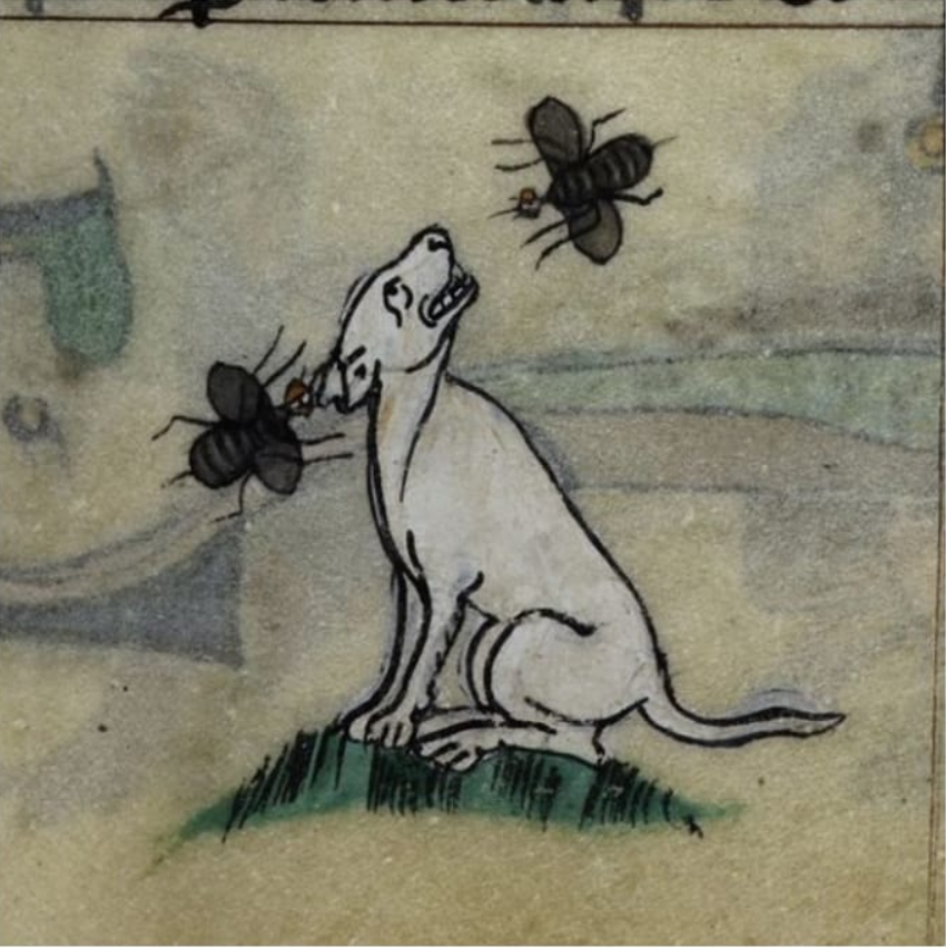 Flies and Their Relation to Demons - Weird History Stories