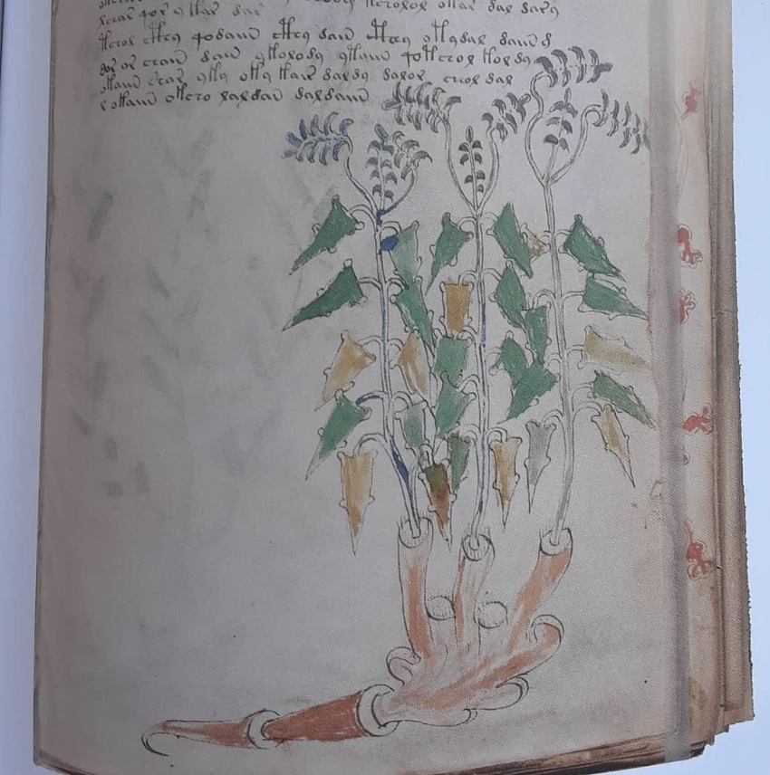 Sage as a Contraceptive and Abortificant - Weird History Stories
