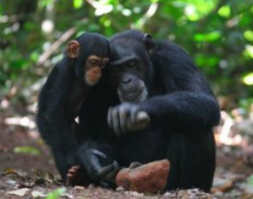 Chimpanzee's Development of Stone-Age Technology - Weird History Stories